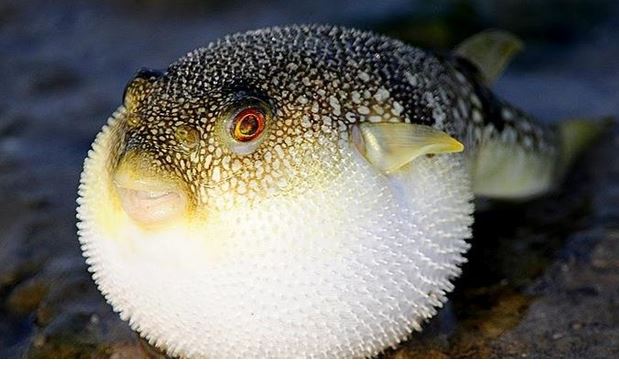 U Tribunju ulovljena najotrovnija riba na svijetu! - Kastela.COM