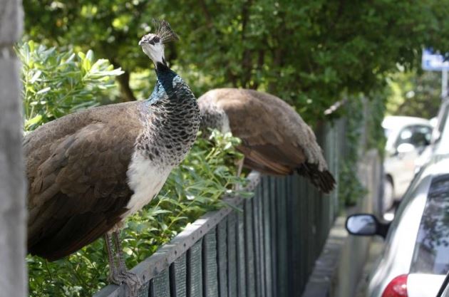 Podivljali paunovi zavladali Splitom - Kastela.COM